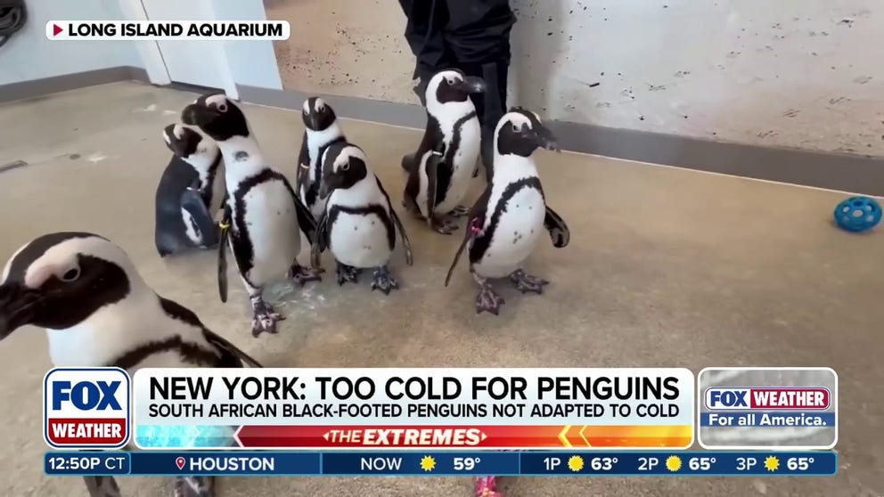 Too cold for penguins? | Latest Weather Clips | FOX Weather