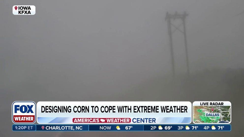 How one company is crafting wind-resistant corn to cope with extreme ...