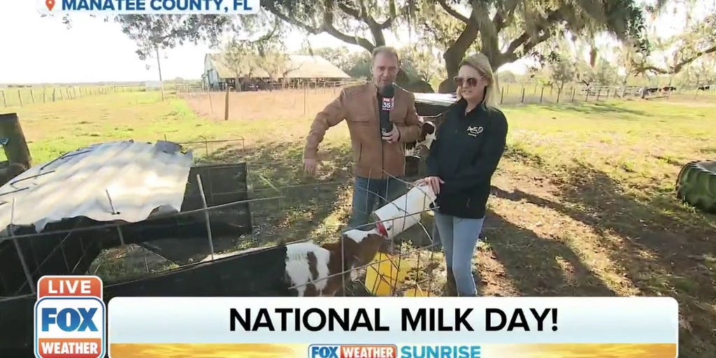Dairy farm in Florida celebrates National Milk Day | Latest Weather ...