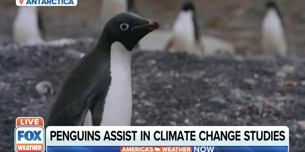 Scientists look to penguins to assist on climate change studies ...