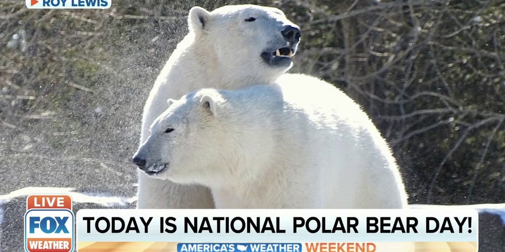 Sunday is International Polar Bear Day | Latest Weather Clips | FOX Weather