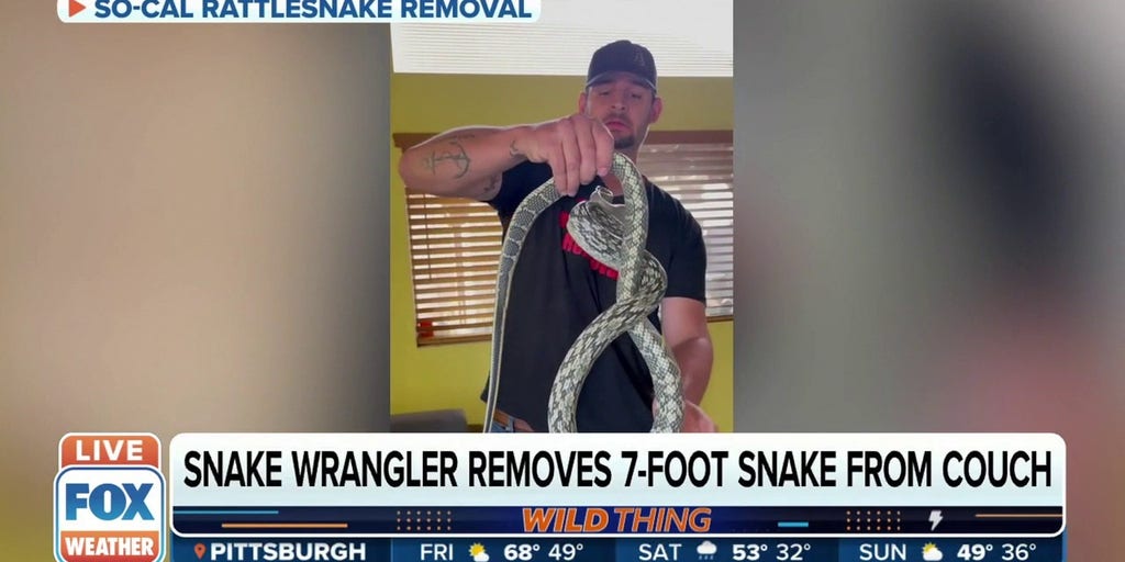 Snake wrangler goes viral after removing 7-foot snake from California ...