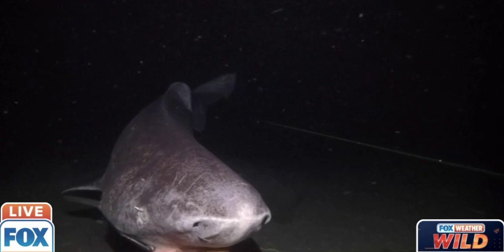 Greenland sharks live for centuries roaming the Arctic Ocean | Latest ...