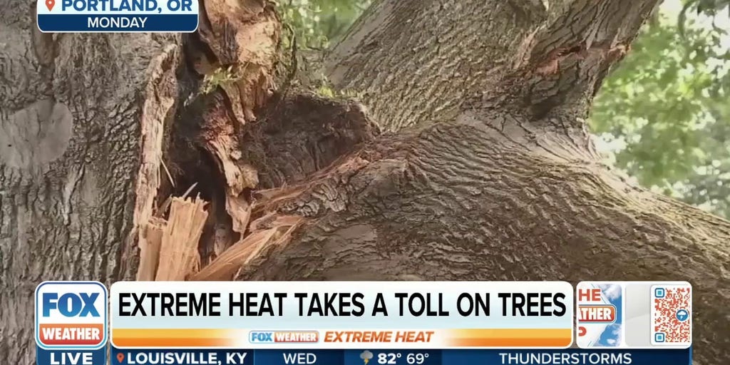 Heat wave cause of tree explosion in Portland, Oregon | Latest Weather ...