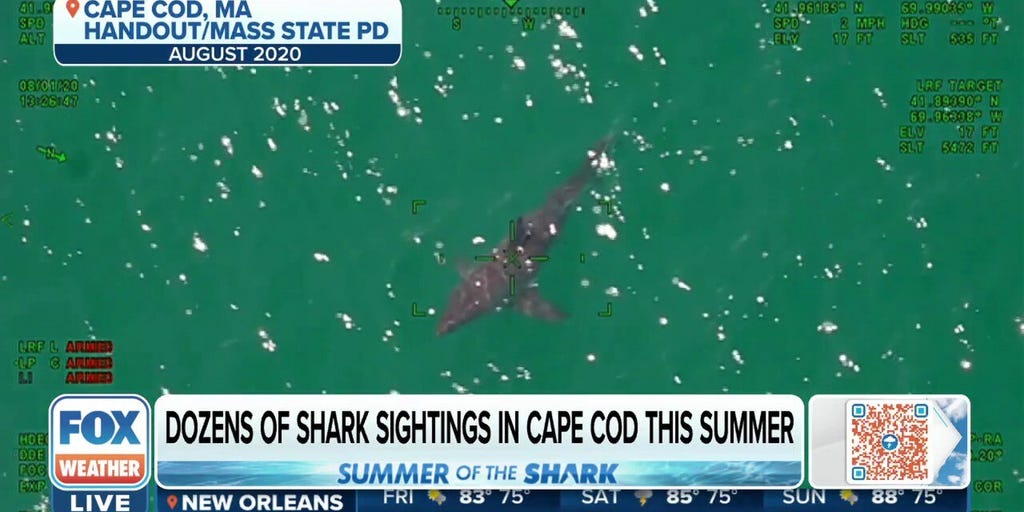 Dozens Of Shark Sightings In Cape Cod This Summer Have Closed Beaches