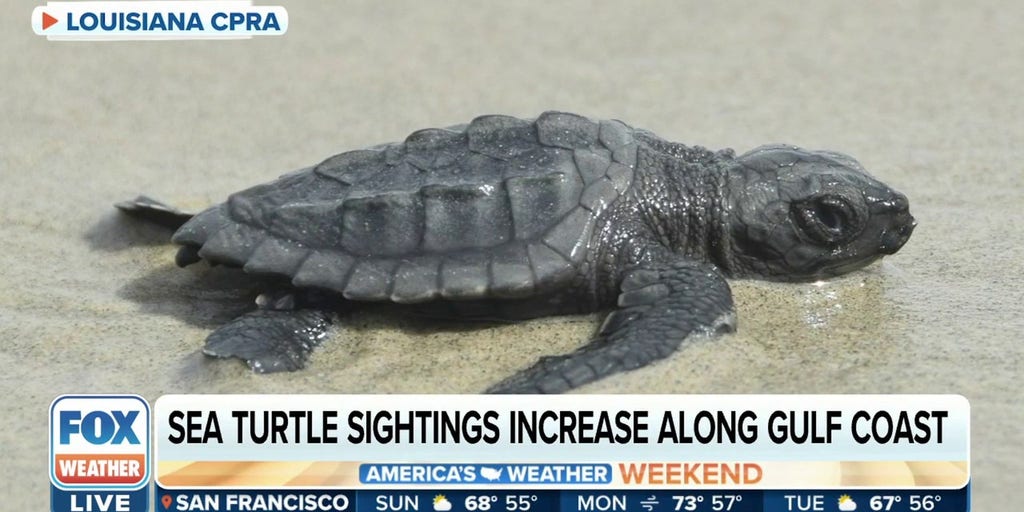 Gulf sea turtles make a comeback after oil spill a decade ago | Latest ...