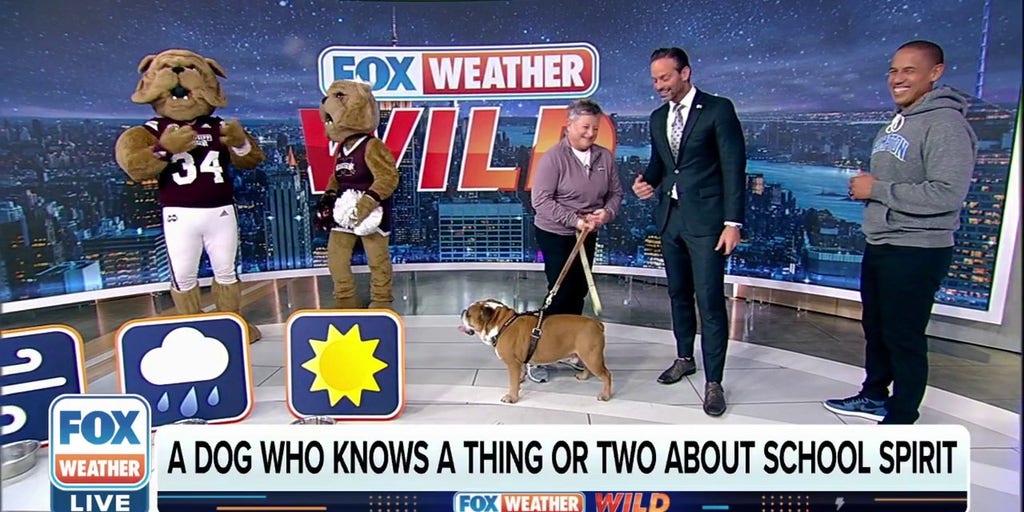 Bully the Mississippi State bulldog predicts weather for Labor Day ...
