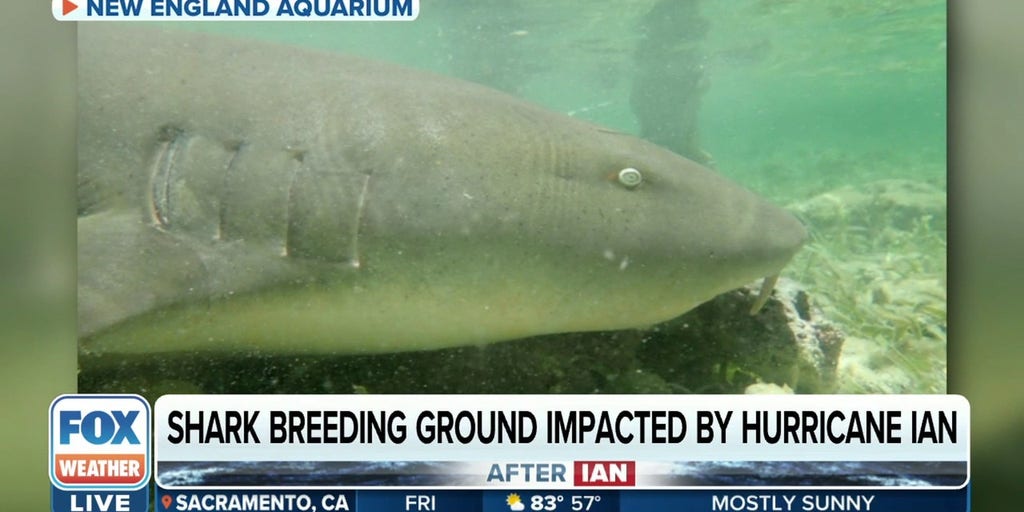30-year study of shark breeding ground highlights importance of ...
