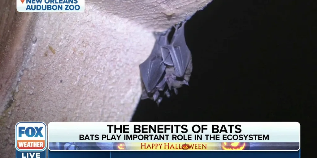 How bats play an important role in the ecosystem | Latest Weather Clips ...