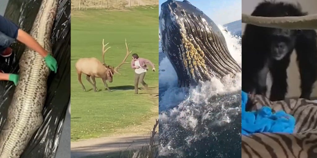 7 of the most extreme animal moments caught on camera in 2022 | Latest ...