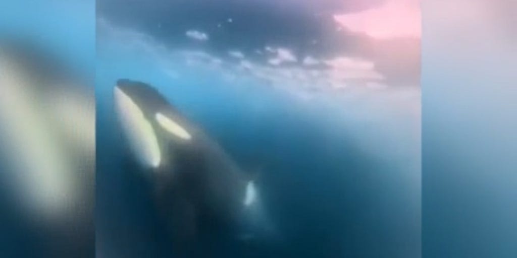 Watch: Spectacular underwater footage of orcas swimming in Antarctica ...