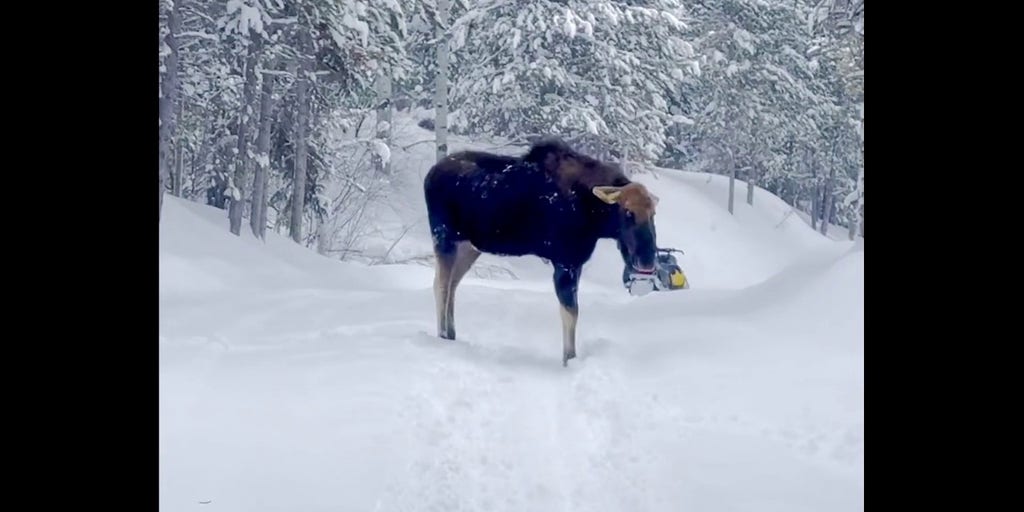 Watch: Snowmobiler leaps to safety when massive moose charges in Idaho ...
