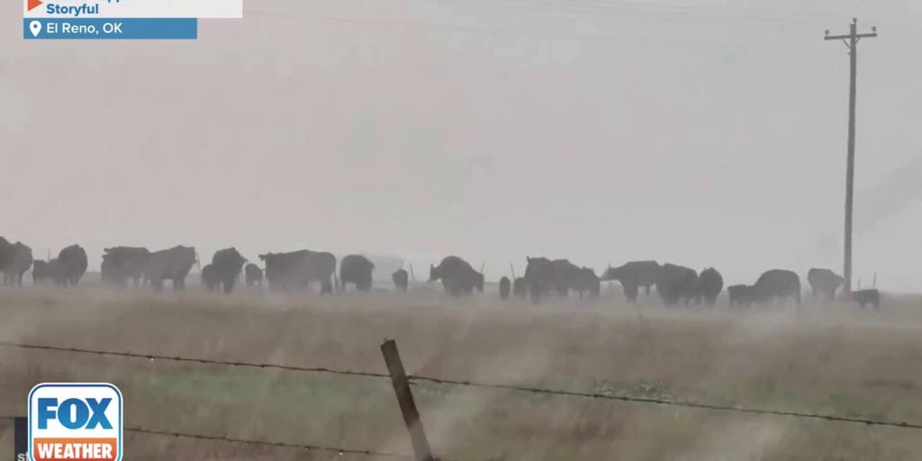 Hail pummels animals and cars across El Reno, OK | Latest Weather Clips ...