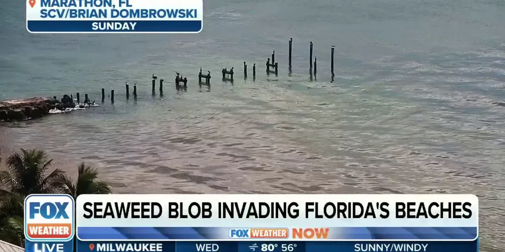 Seaweed blob makes its way on shore across Florida's East Coast ...