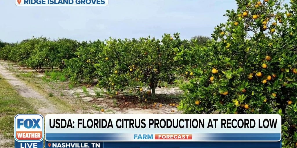'It's always the weather': Citrus crops still struggling from Hurricane ...