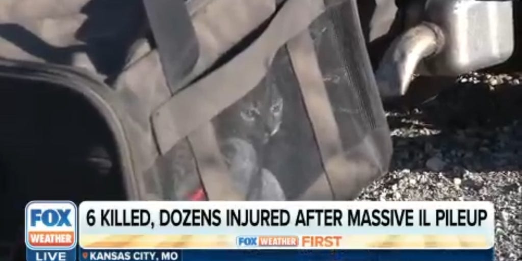 Cat rescued from mangled car in deadly I-55 pileup | Latest Weather ...