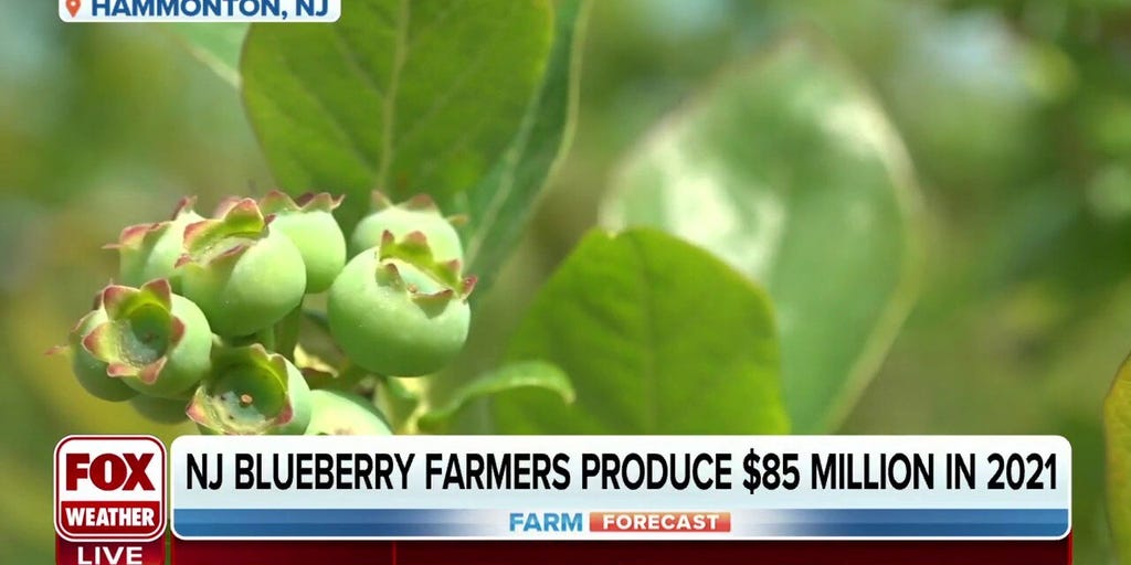 Blueberry farmers concerned late-season frost could hurt the crop ...