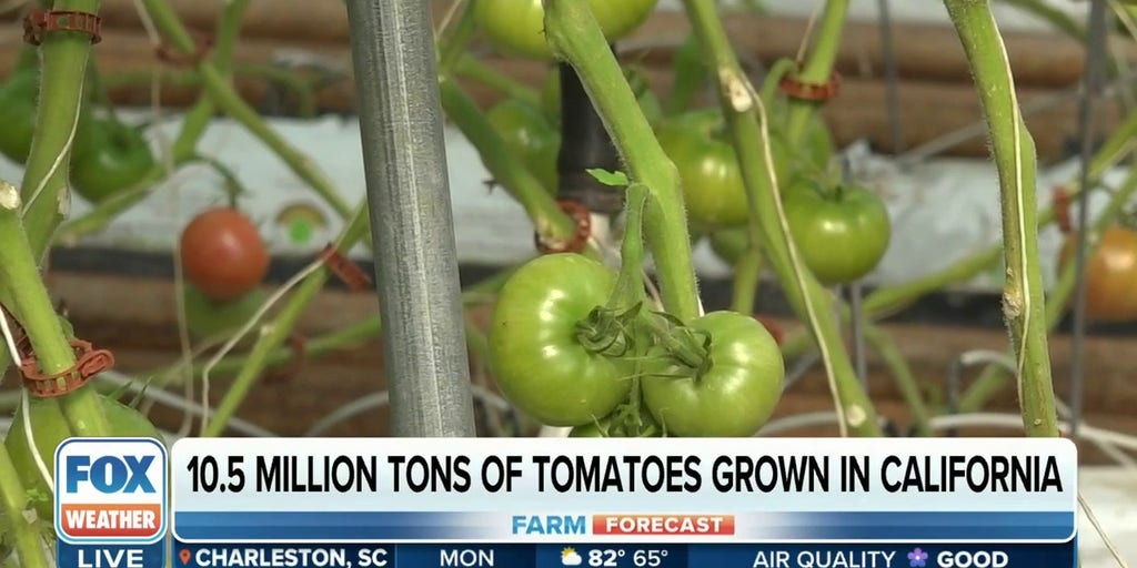 Tomato prices may spike after record rainfall saturated California's ...