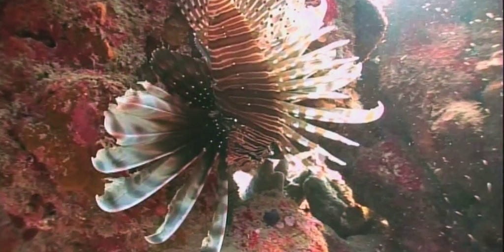 Invasive lionfish devours Florida's native reef fish | Latest Weather ...