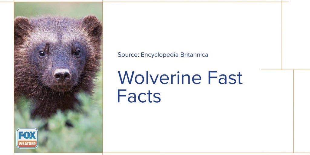 Wolverine fast facts | Latest Weather Clips | FOX Weather