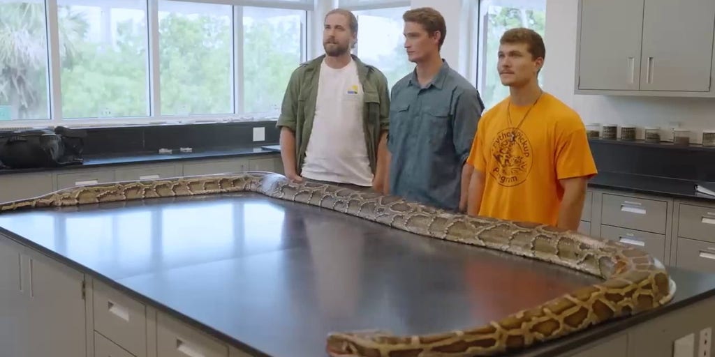 Longest Burmese python ever recorded captured in Florida | Latest ...