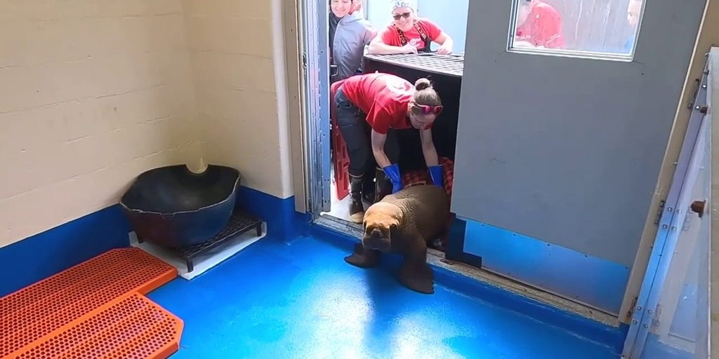 Round the clock 'cuddling' for rescued baby walrus: Doctor's orders ...