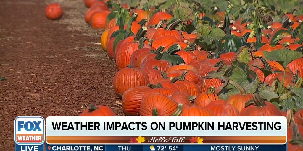 Pumpkin season in full swing across the Midwest | Latest Weather Clips ...