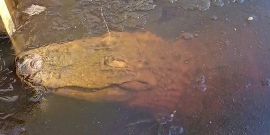 Alligator survives winter cold in frozen pond by breathing through icy ...