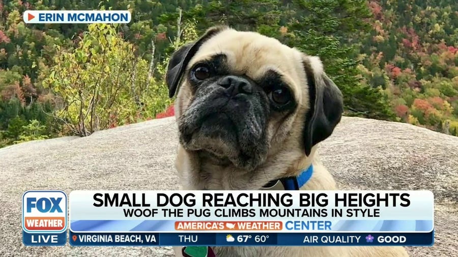 Woof the Pug hikes all 48 of New Hampshire's 4,000-foot mountains ...