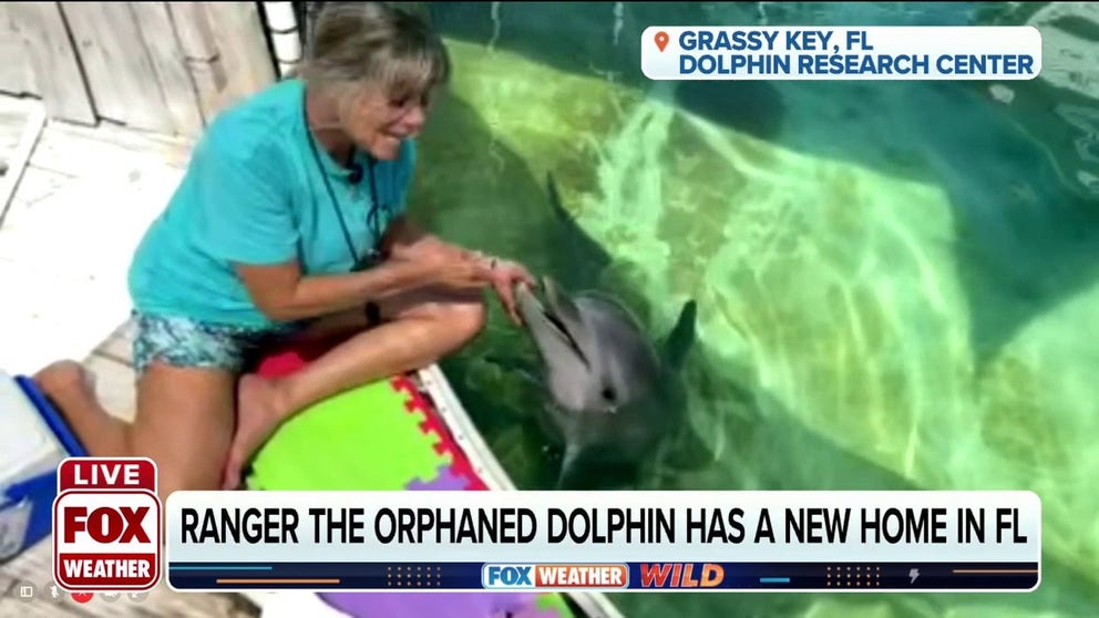 Rehabilitated bottlenose dolphin 'Ranger' transported to permanent home ...