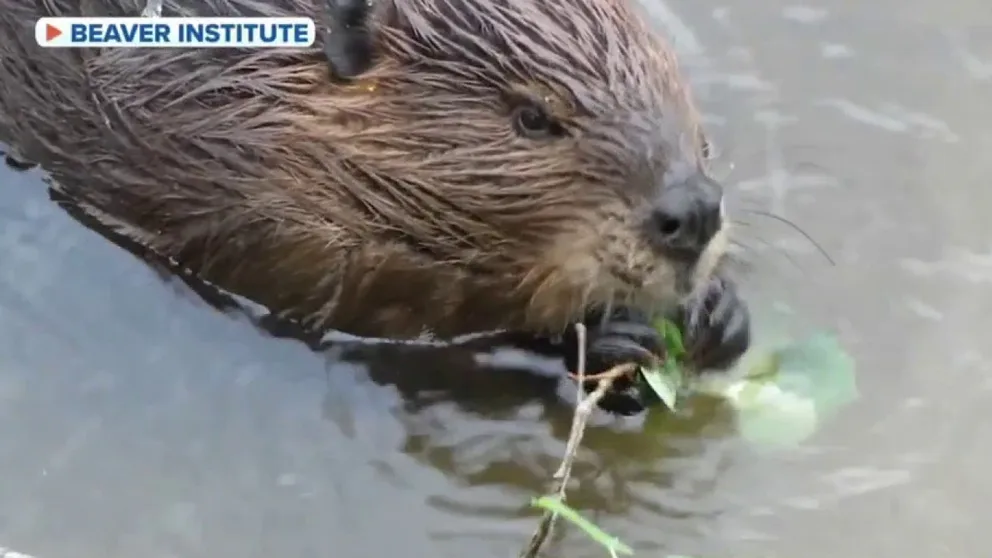 Beavers bring relief to drought-stricken California | Latest Weather ...