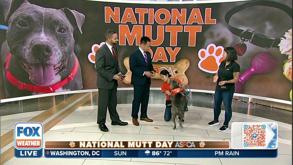 How to keep your pets cool on National Mutt Day | Latest Weather Clips ...