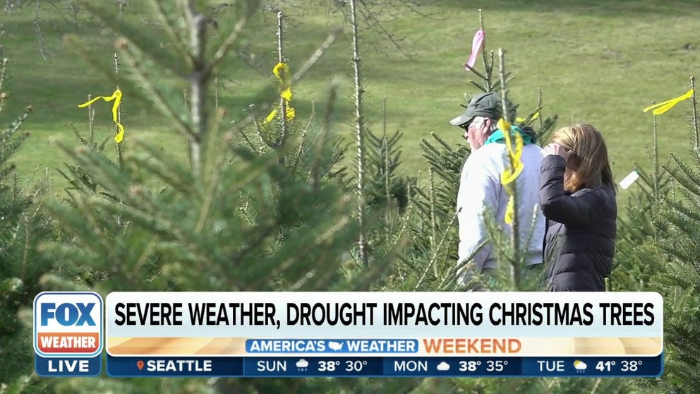 Severe weather and drought impacting this year's Christmas tree supply ...