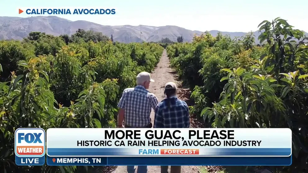 California’s avocado industry poised to take advantage of historic ...