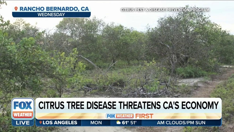 Citrus tree disease prompts plant quarantine in California | Latest ...