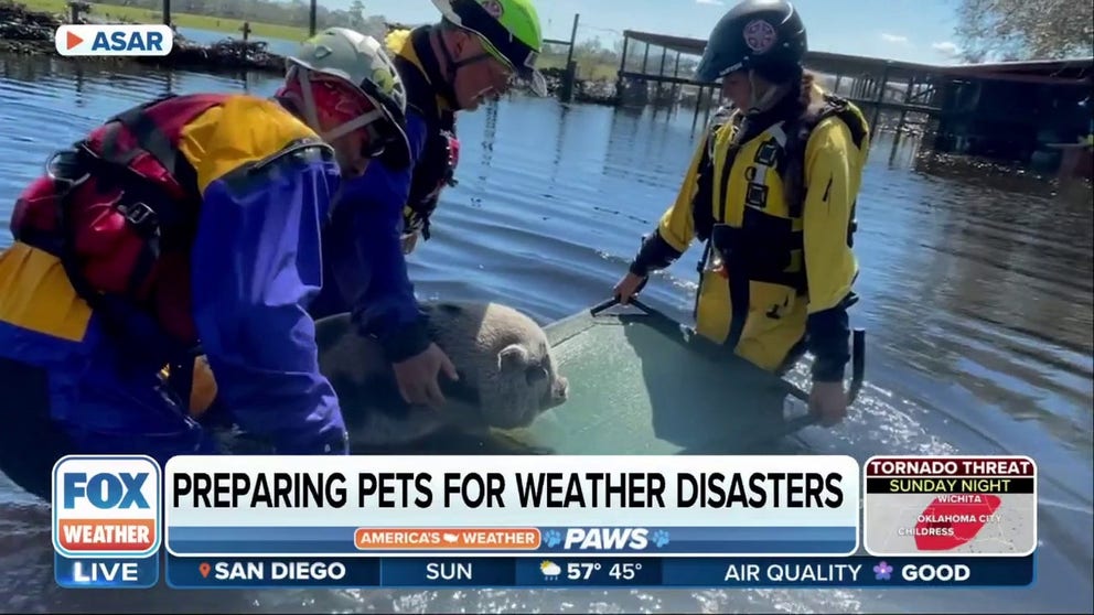 Preparing pets for weather disasters | Latest Weather Clips | FOX Weather