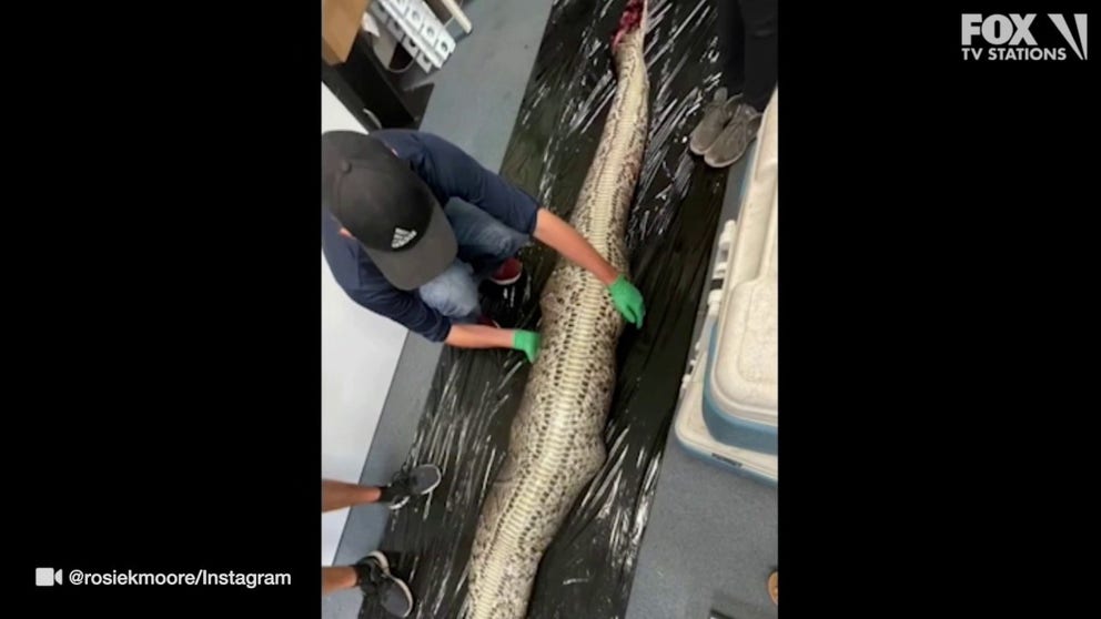 Shocking video of 5-foot gator inside python in Florida | Latest ...