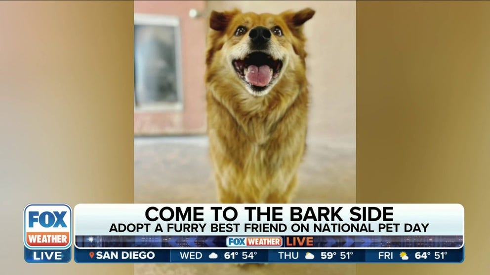 Spring and summer good time of year to adopt a pet | Latest Weather ...