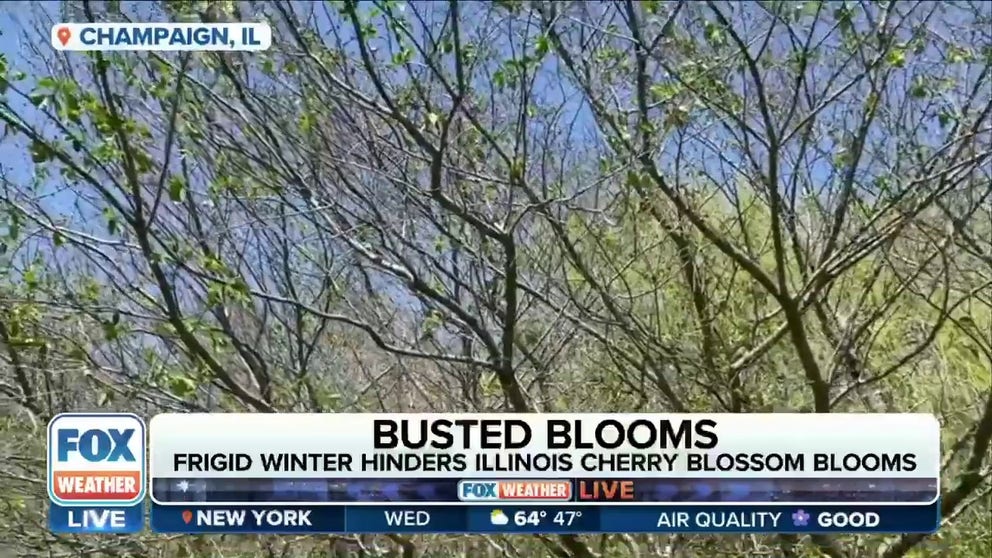 Winter weather prevents cherry blossom blooms in Urbana, IL | Latest ...