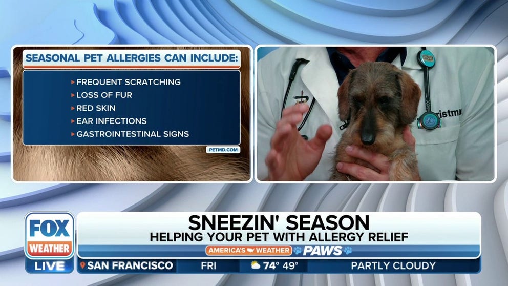 Sneezing season: Helping your pet with allergy relief | Latest Weather ...