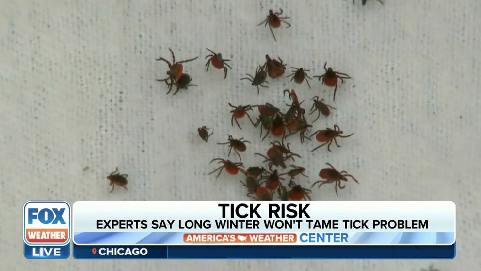 Tick season is here: Mild winter leads to more ticks, higher risk ...