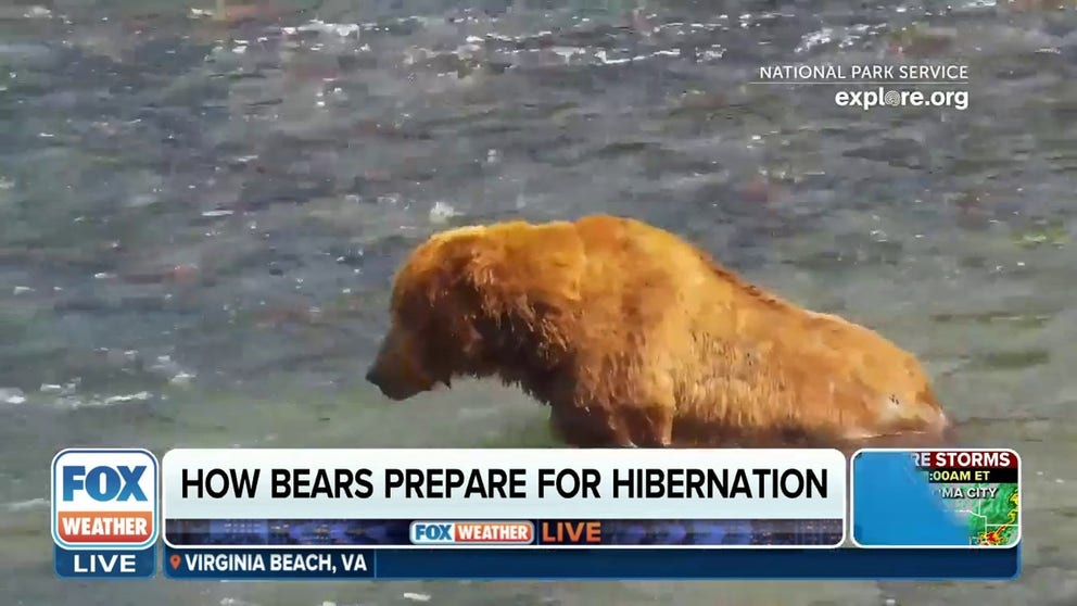 Bears prepare for winter hibernation | Latest Weather Clips | FOX Weather