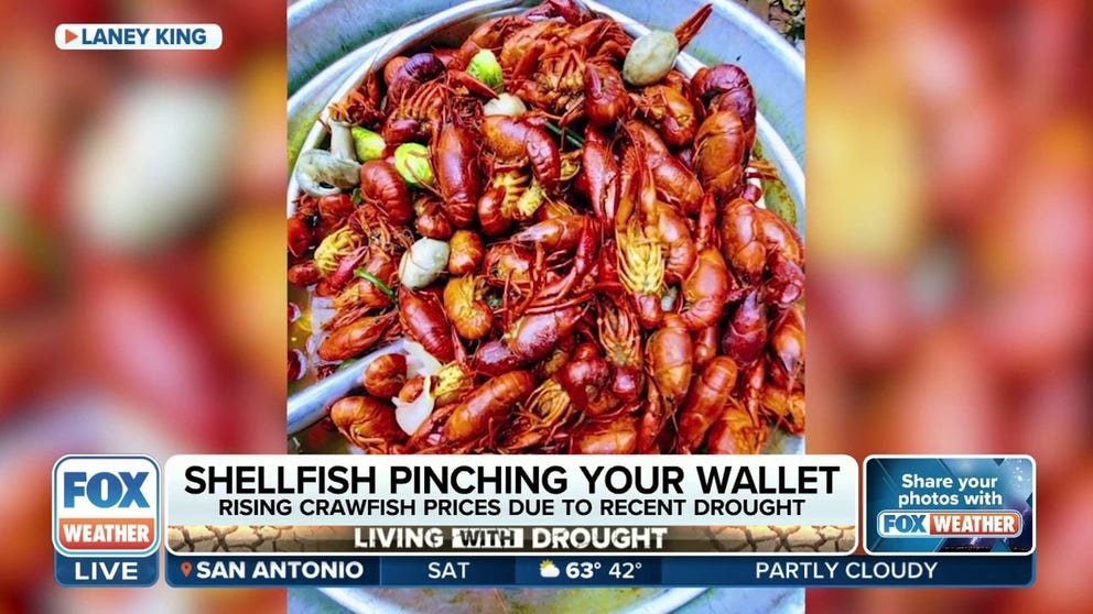 Rising crawfish prices due to recent drought in Louisiana | Latest ...