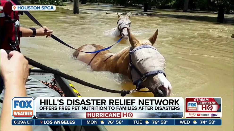 How to prepare your pets for natural disasters | Latest Weather Clips ...