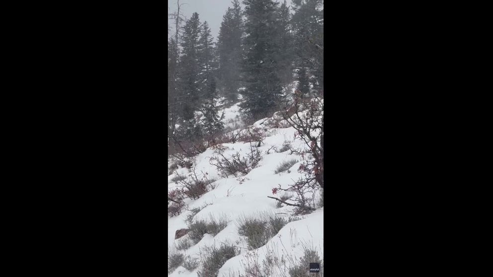 Man and his dog witness snownado | Latest Weather Clips | FOX Weather