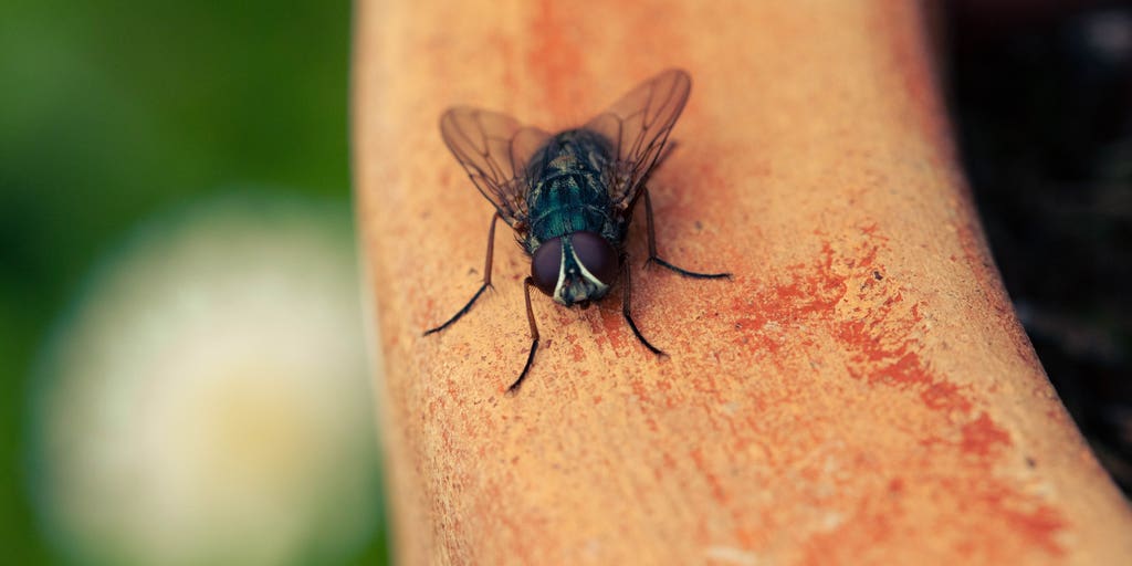 Warmer weather means an increase in these bugs this spring | Fox Weather