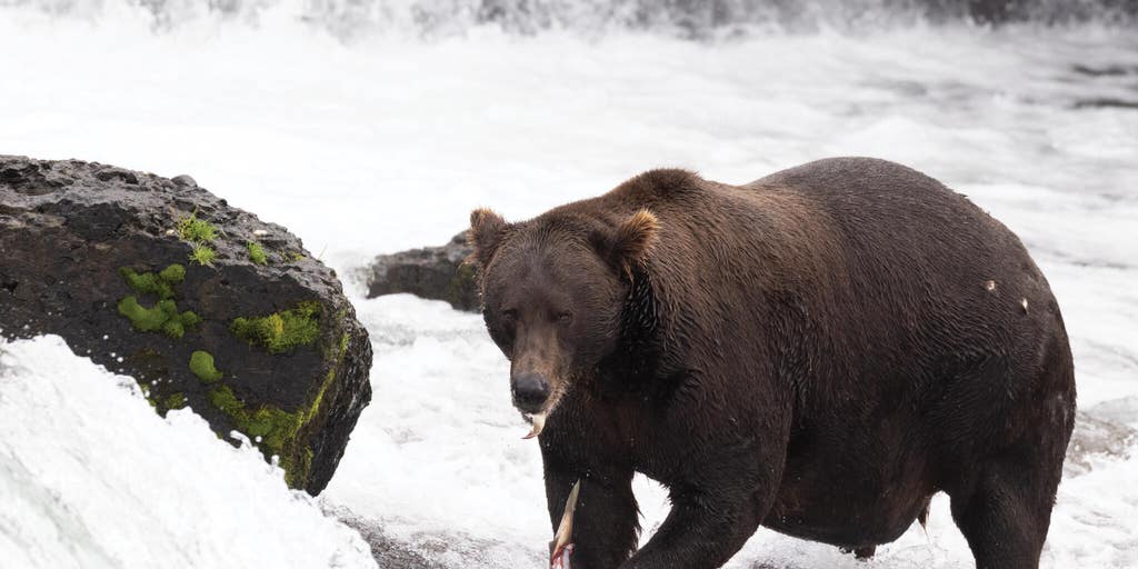 The ‘weight’ is almost over – Fat Bear Week starts next week | Fox Weather