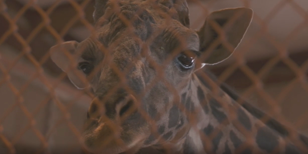 A walking lightning rod? How the Phoenix Zoo protects the giraffes ...