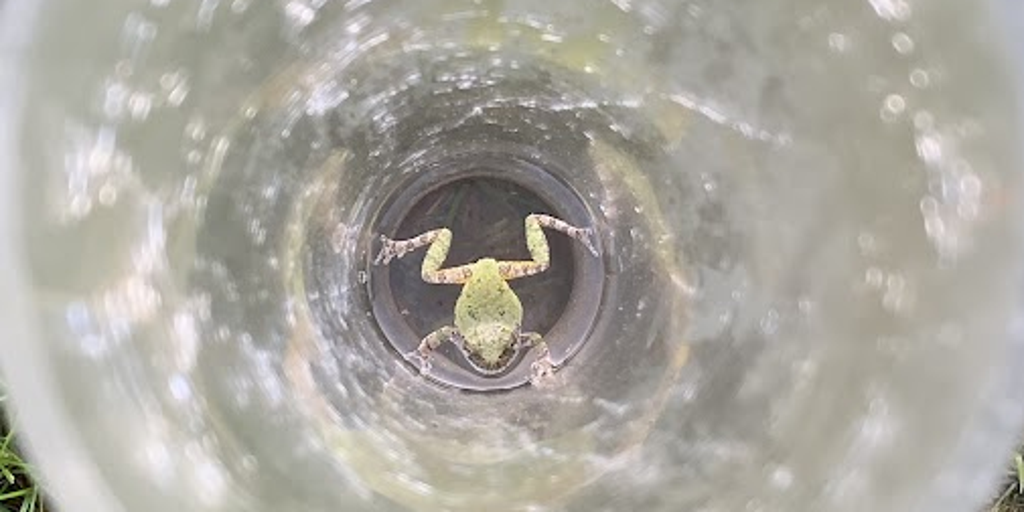 Padding the rain stats? Frog discovered living in Boston rain gauge ...