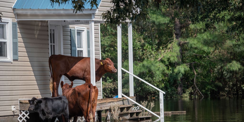 What to do when coming across displaced animals after a storm | Fox Weather